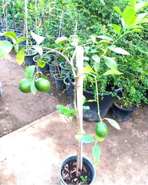 Lime Tree -1 Mtr Height - botanyca