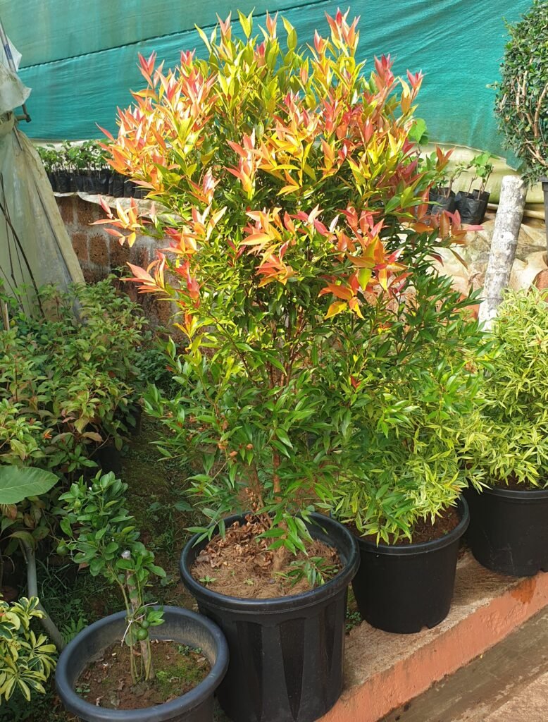 EUGENIA RED 14O CM TOTAL HEIGHT - botanyca.in