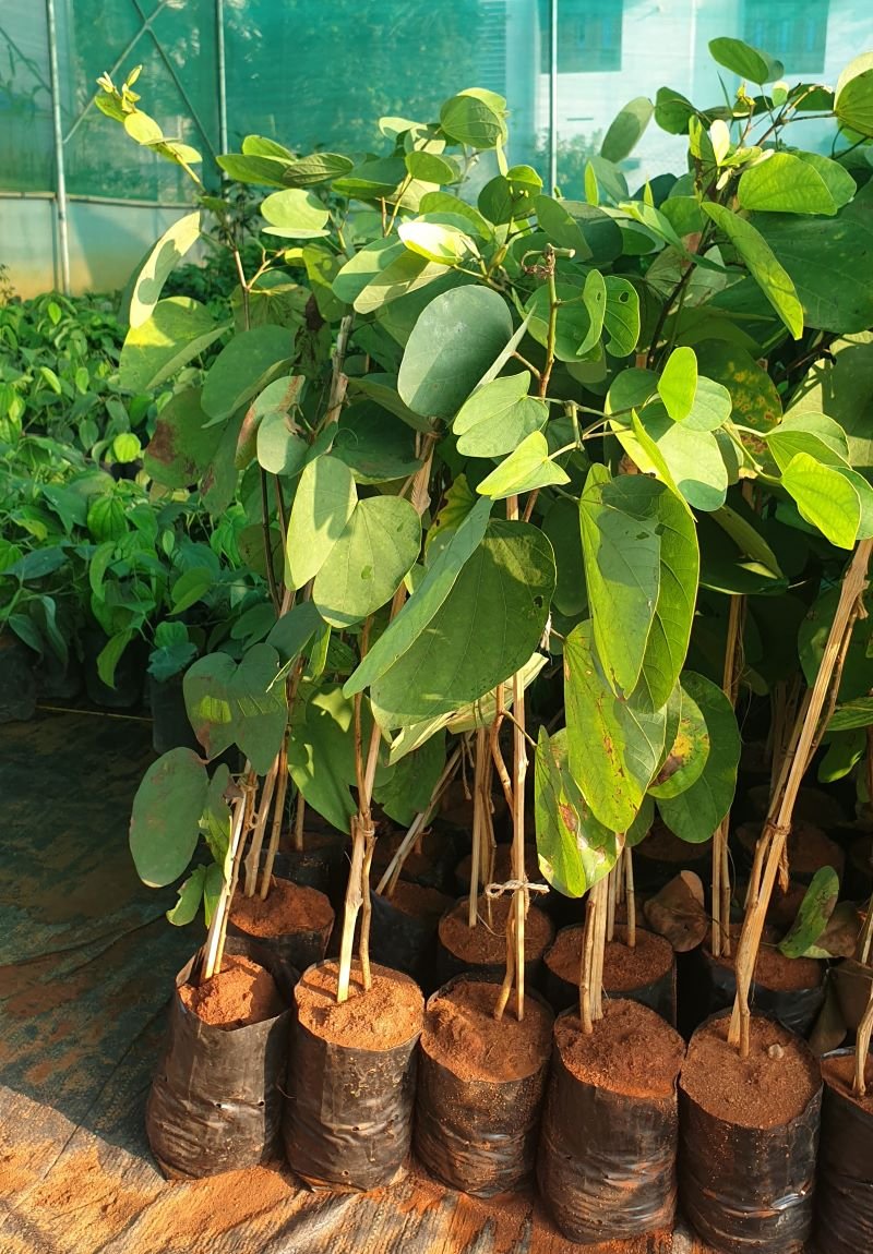 White Mandaram - 90 -110 CM Height - botanyca.in